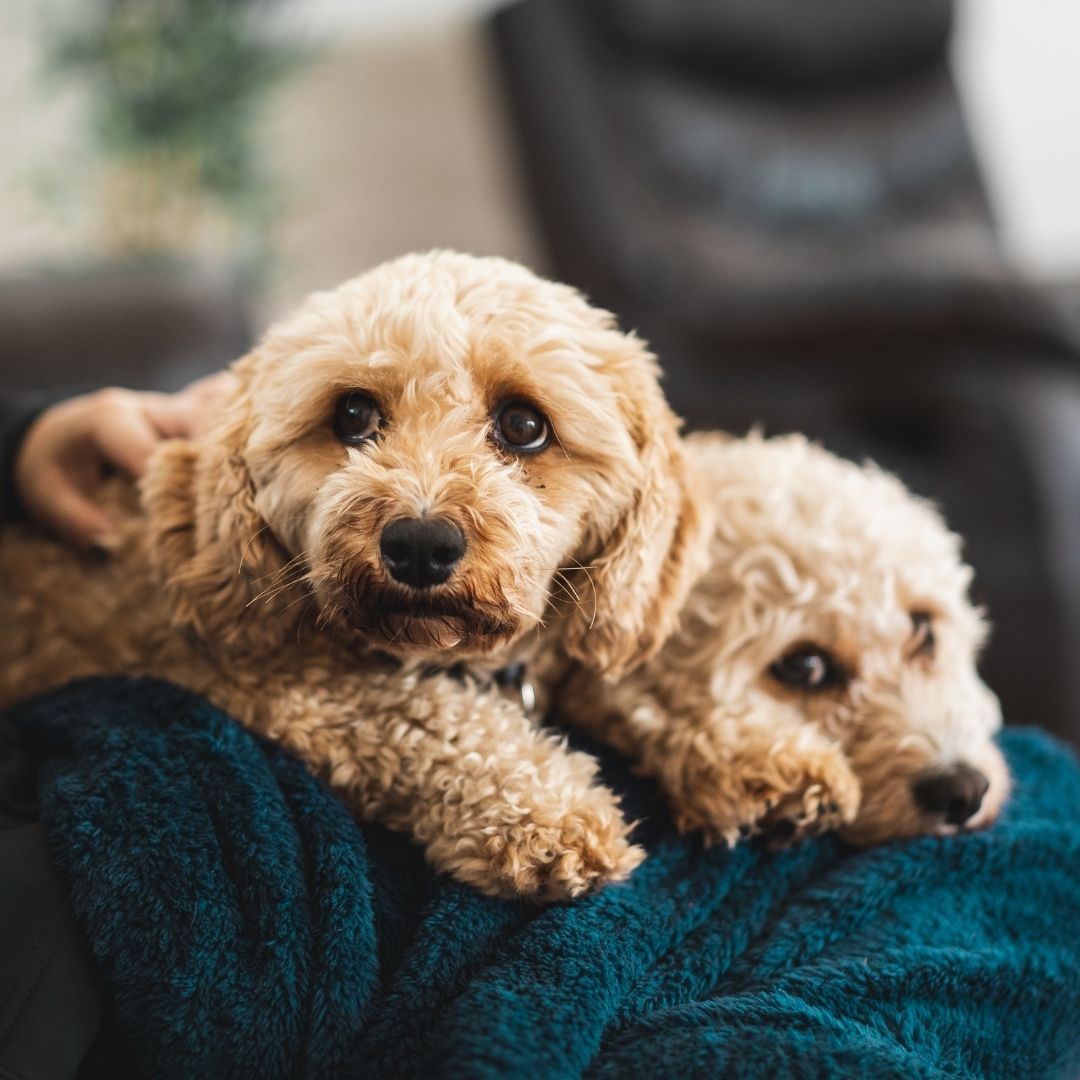 Cavoodle Dog Breed Guide: Raw Feeding, Grooming Tips & Training Advice